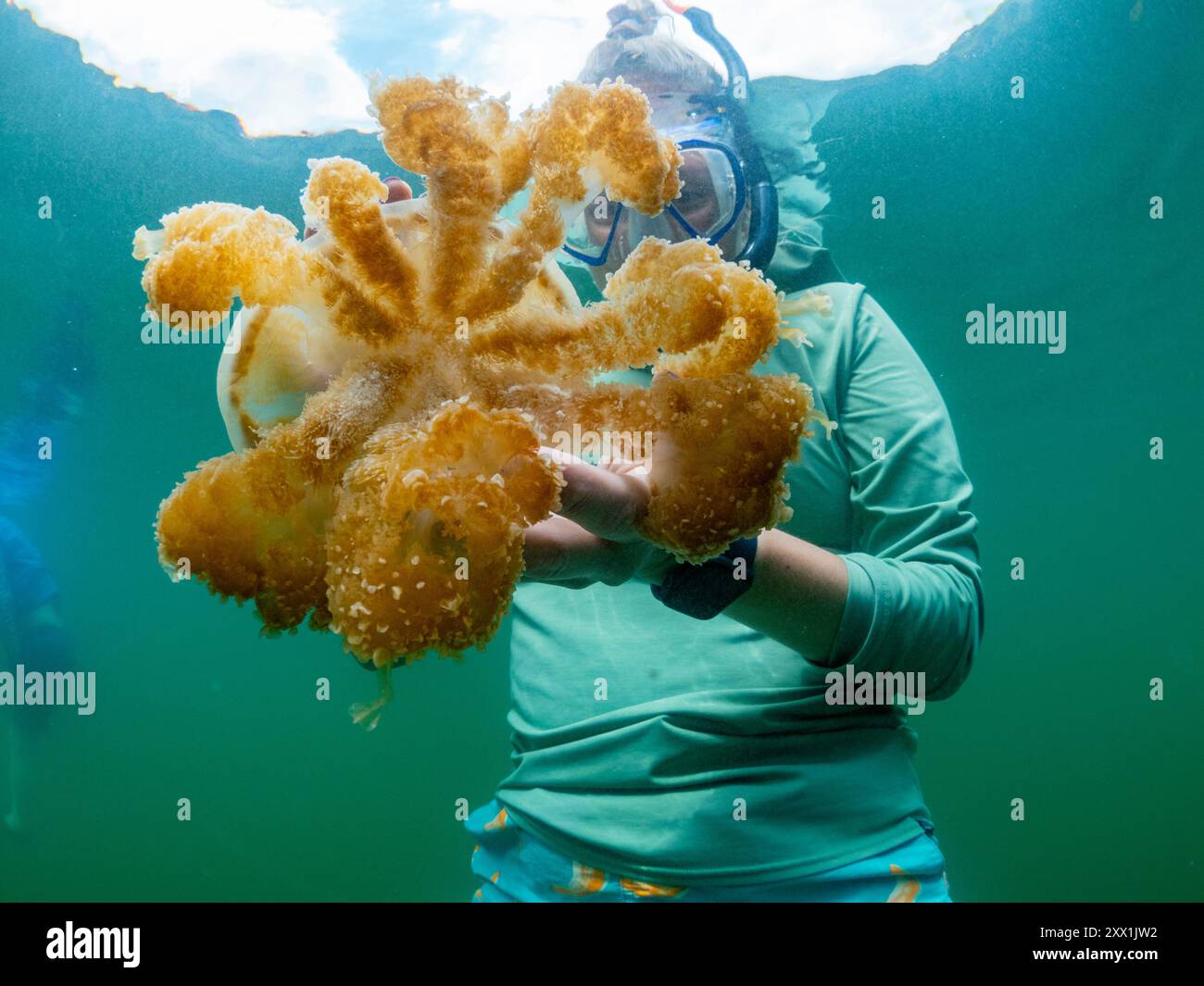 Snorkeler with golden jellyfish (Mastigias papua etpisoni), in ...
