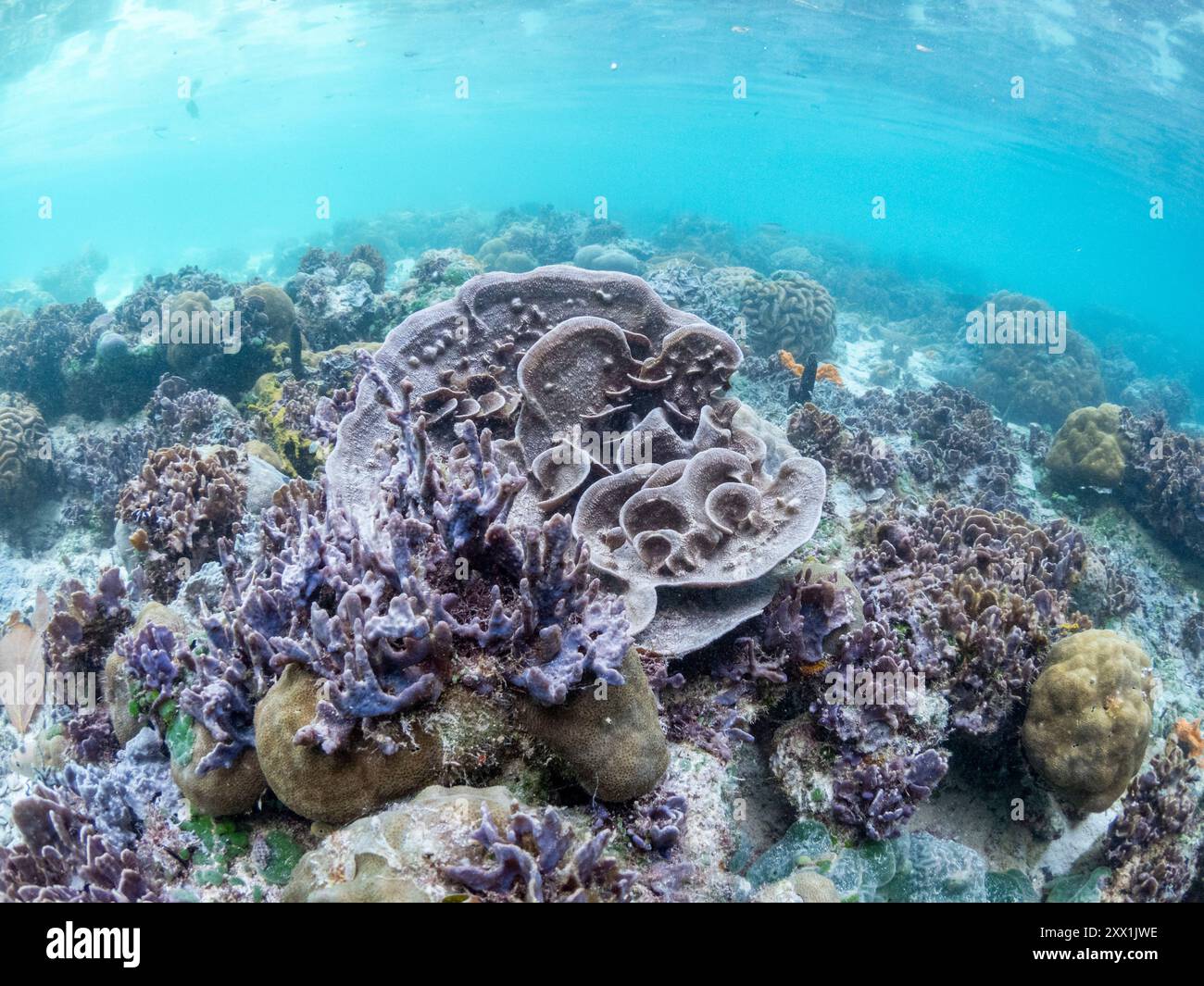 A myriad of hard and soft corals compete for space on the substrate of ...