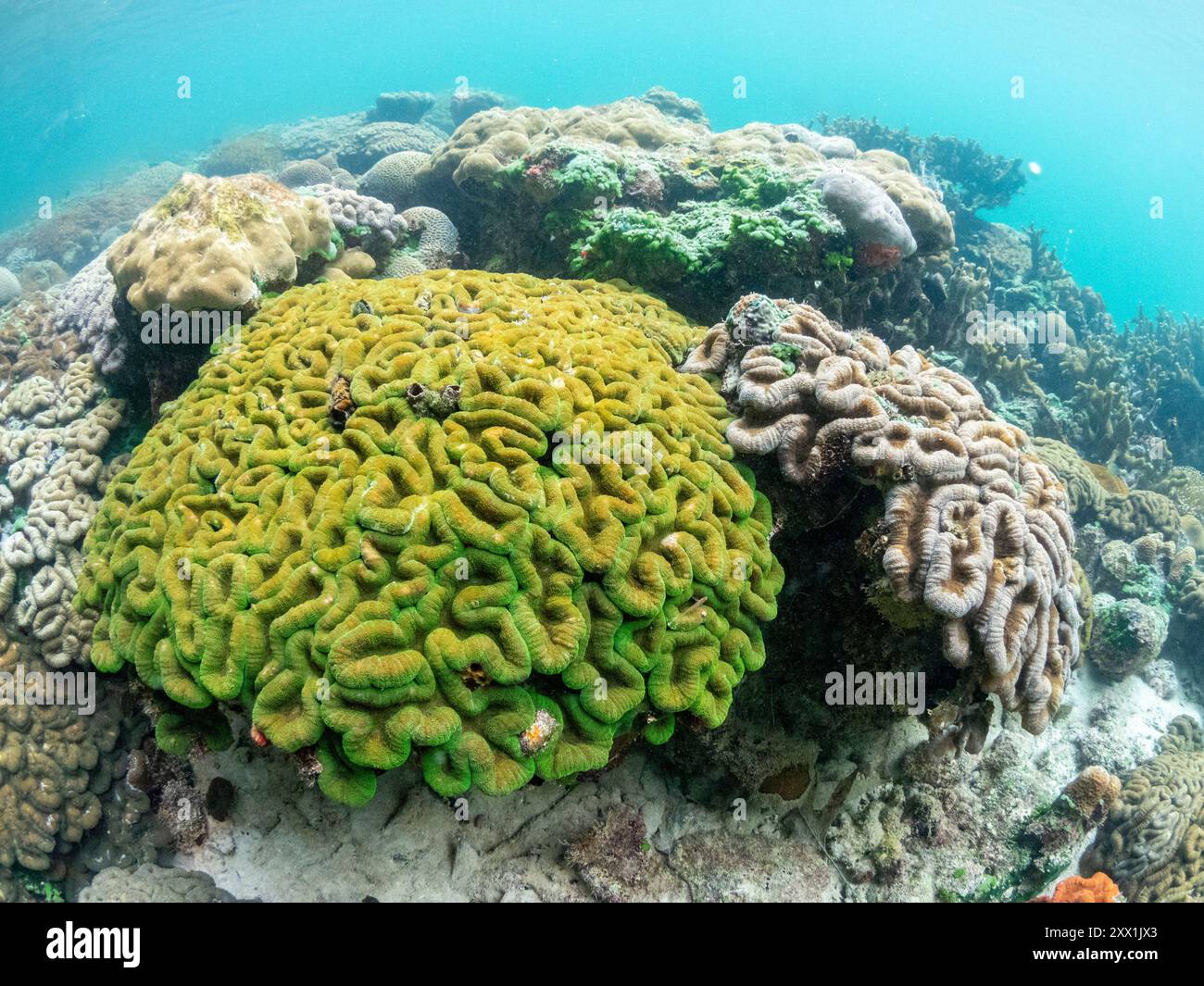 A myriad of hard and soft corals compete for space on the substrate of ...