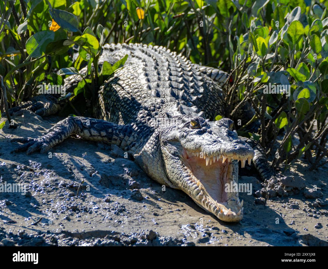 A young saltwater crocodile (Crocodylus porosus), sunning itself on the ...