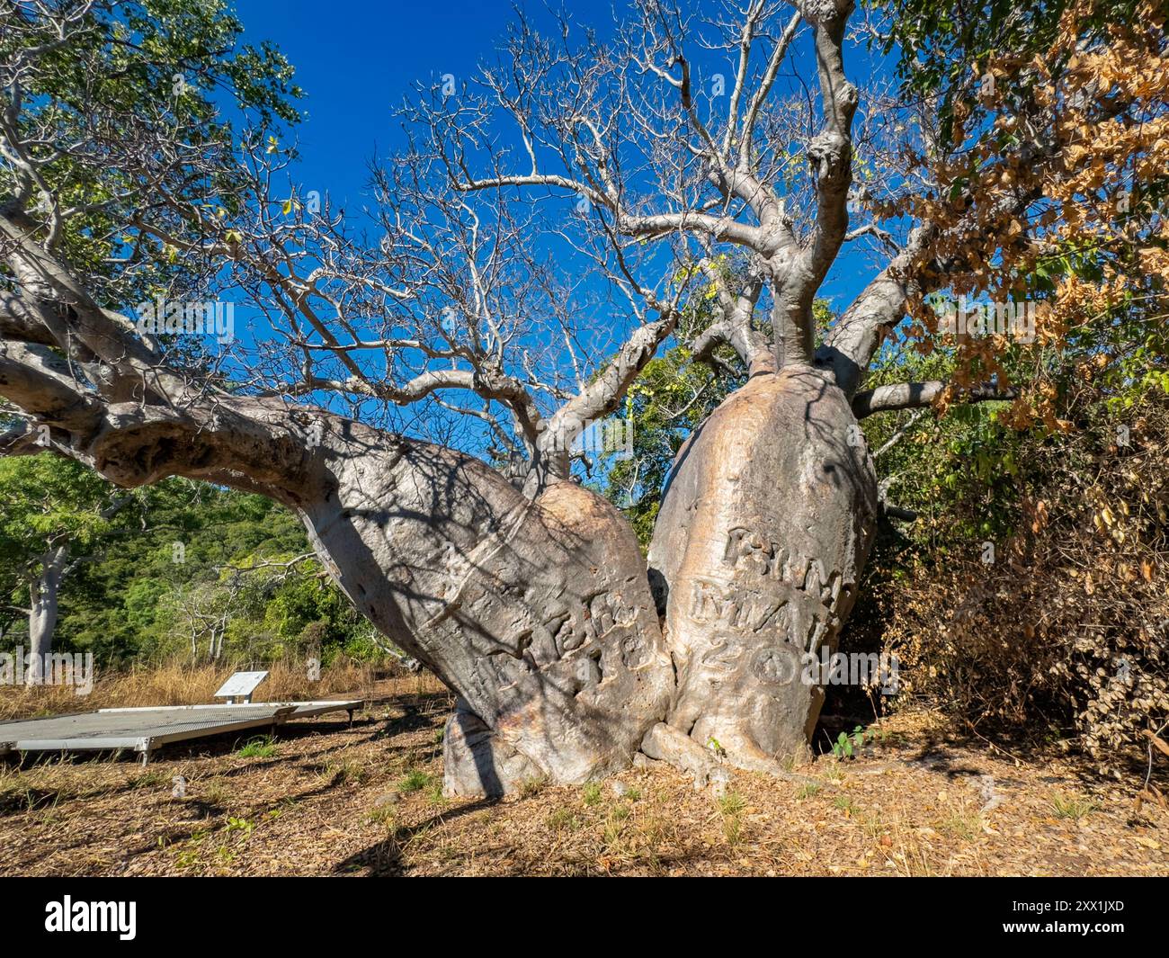 The mermaid boab tree (Adansonia gregorii), growing in Careening Bay on ...