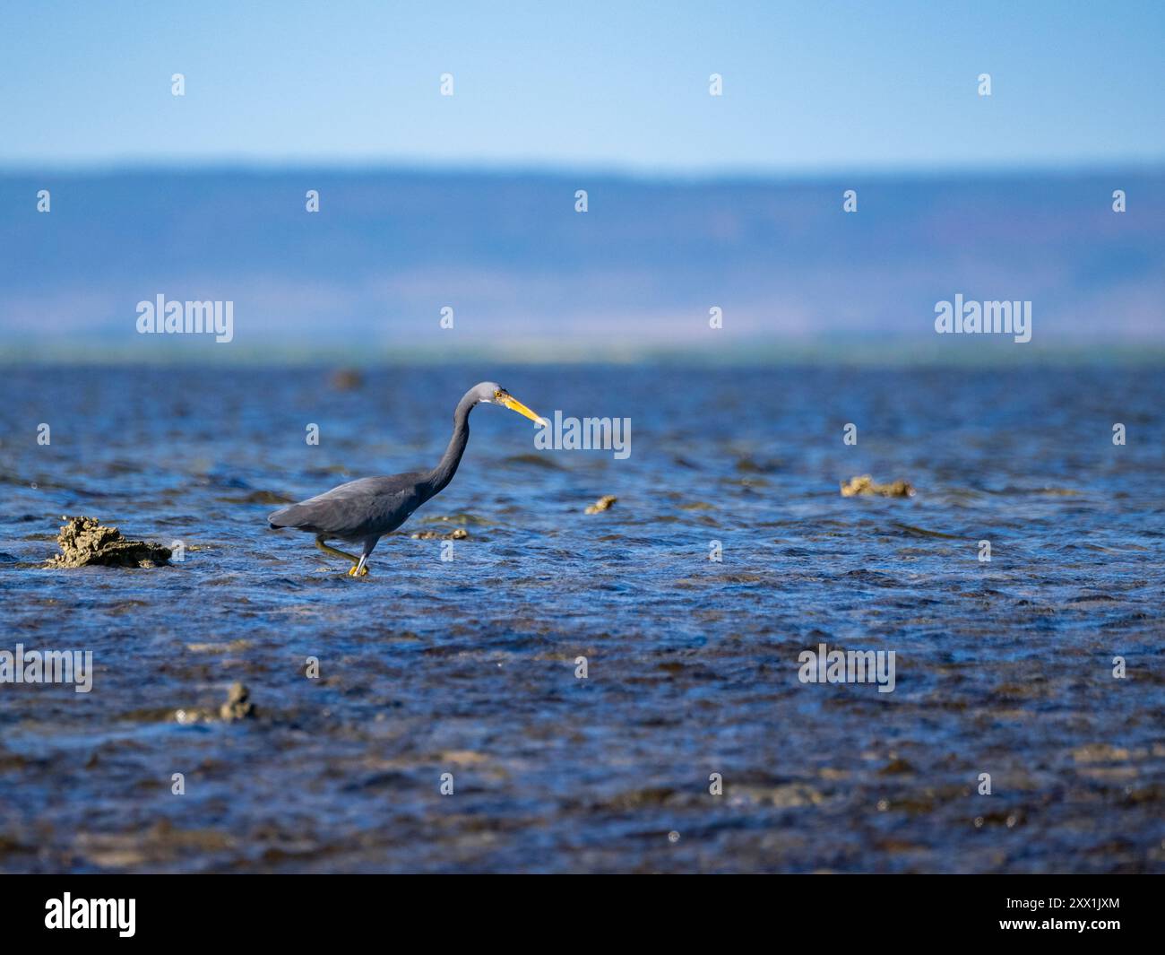 An adult Pacific reef heron (Egretta sacra), hunting for prey on ...