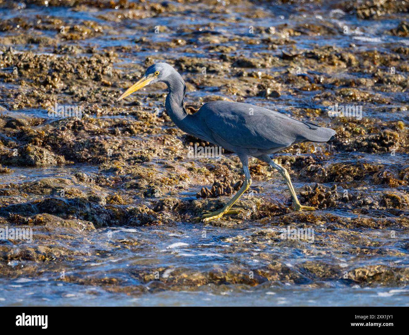 An adult Pacific reef heron (Egretta sacra), hunting for prey on ...