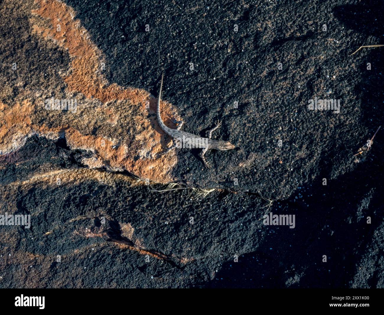 An adult bauxite rainbow skink (Carlia amax), sunning itself on lava ...