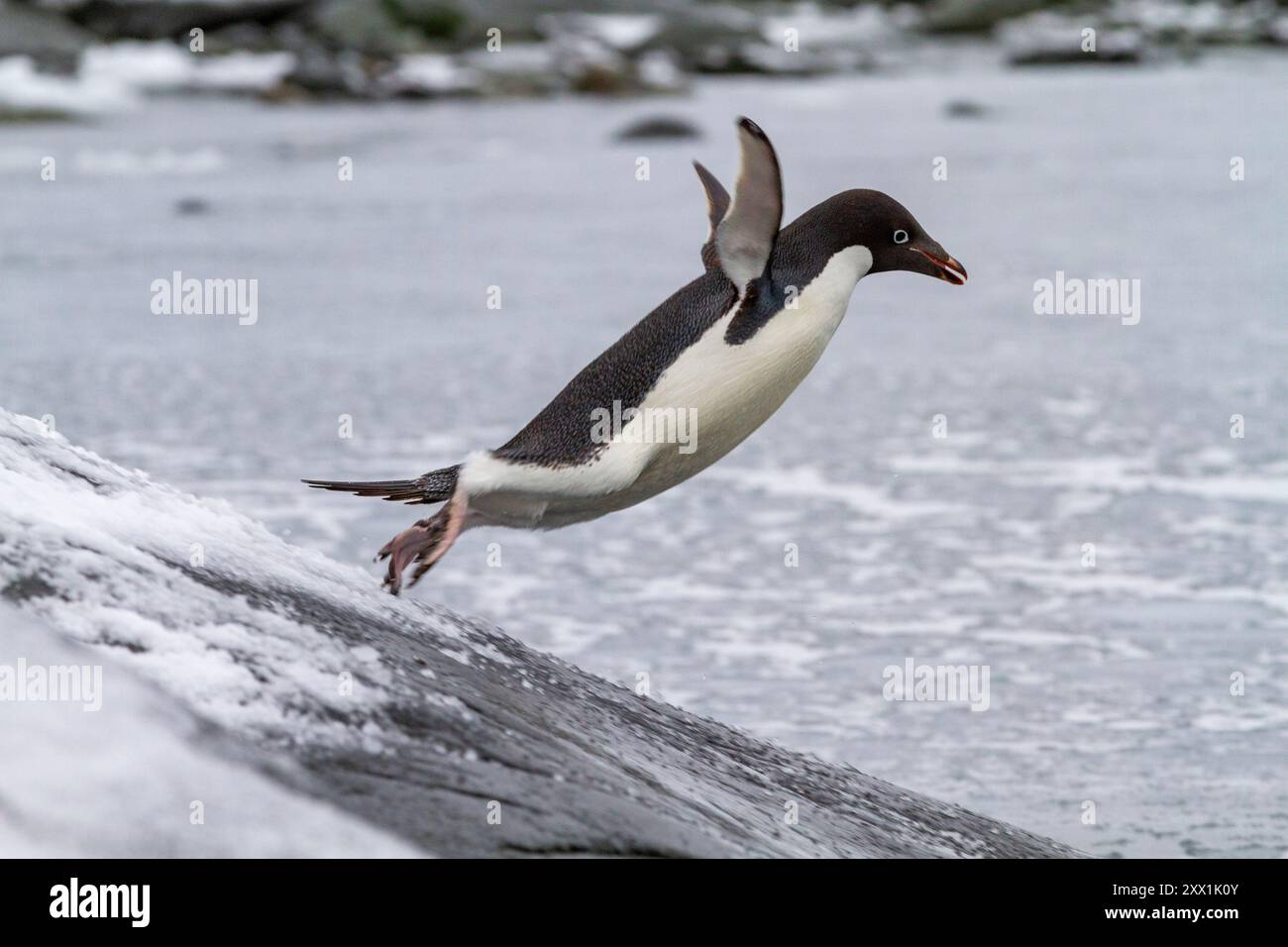Adelie penguin (Pygoscelis adeliae), leaping into the sea at Booth ...