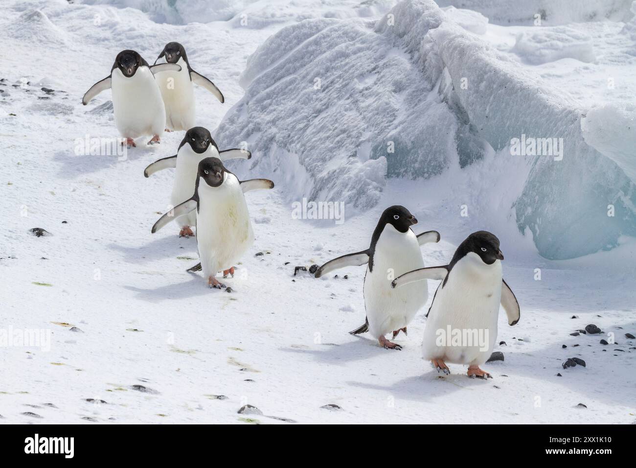 Eastern antarctica hi-res stock photography and images - Alamy