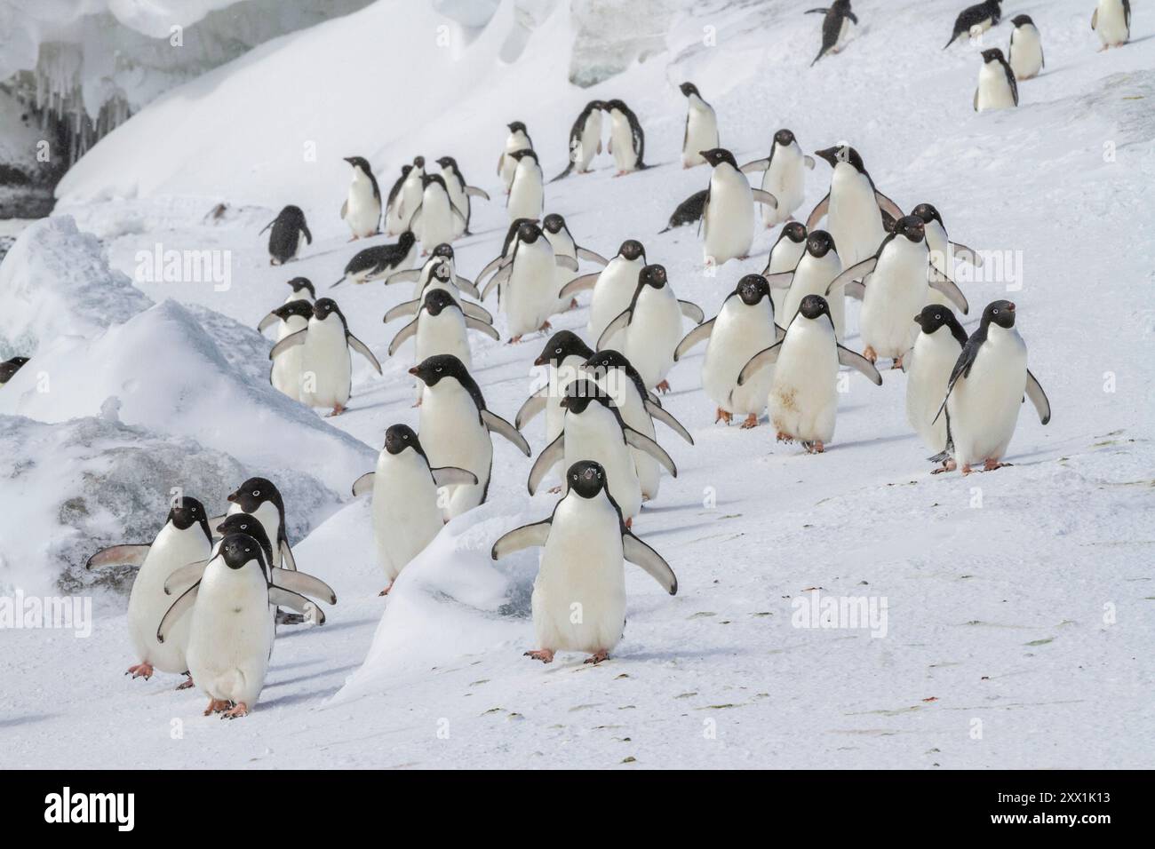 Colony of antarctic penguins hi-res stock photography and images - Alamy