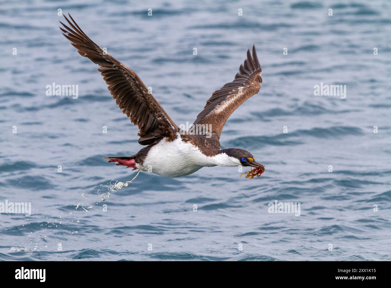 Antarctic shag (Phalacrocorax atriceps bransfieldensis), in flight with ...