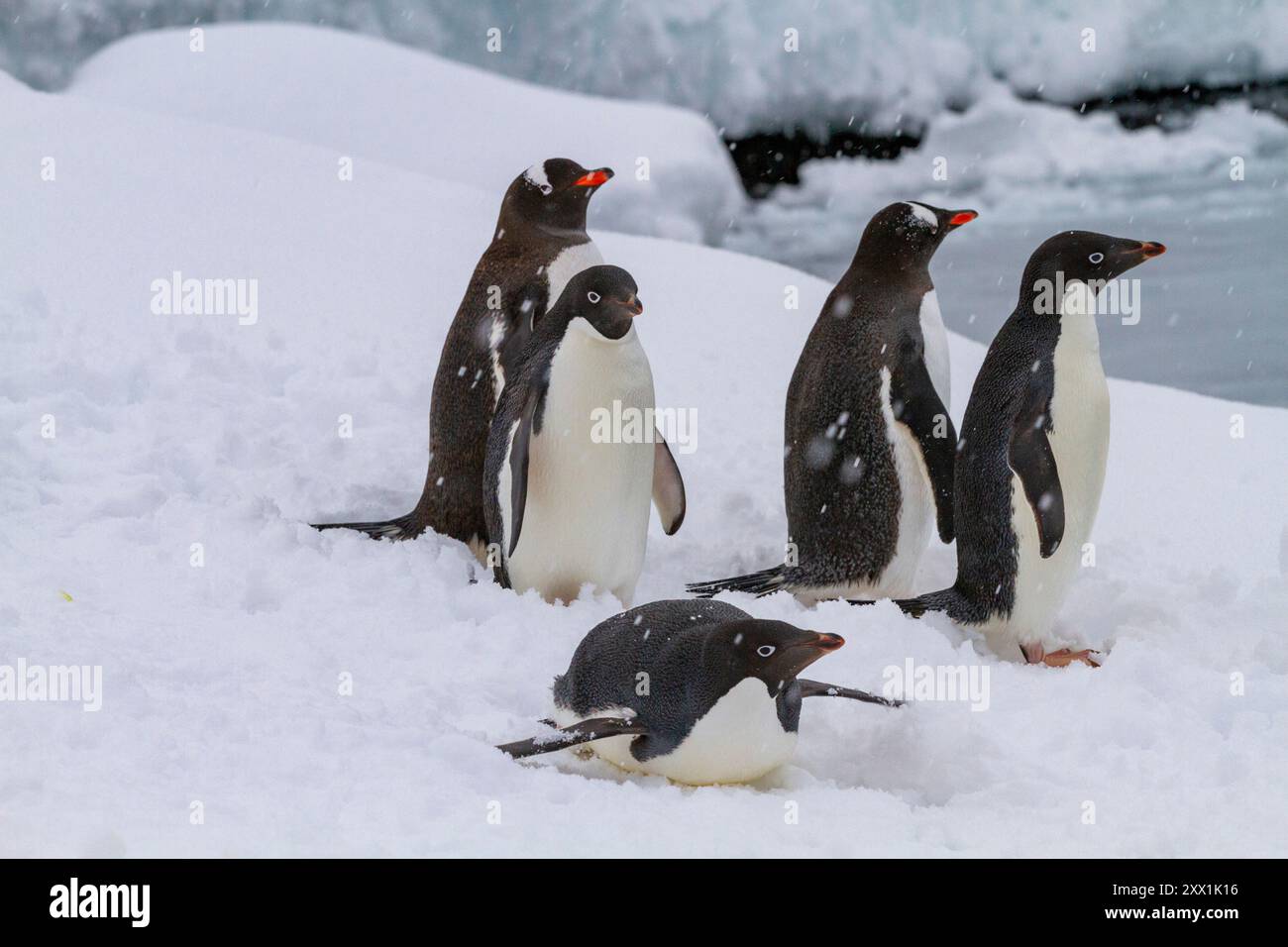 Adelie penguins (Pygoscelis adeliae), with chinstrap penguins ...