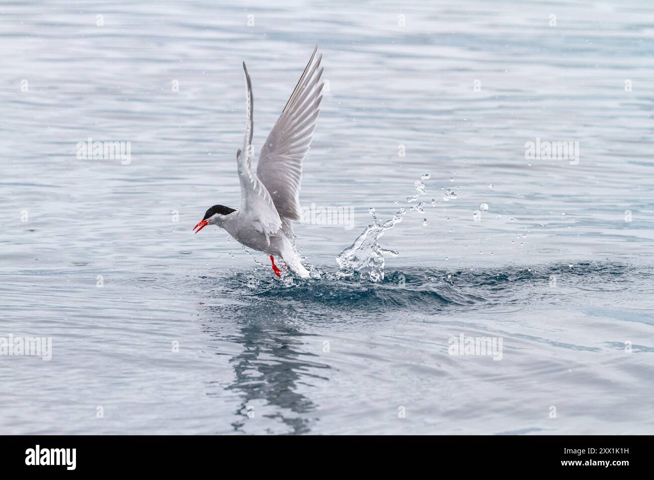 Antarctic tern (Sterna vittata), feeding in the Enterprise Islands ...
