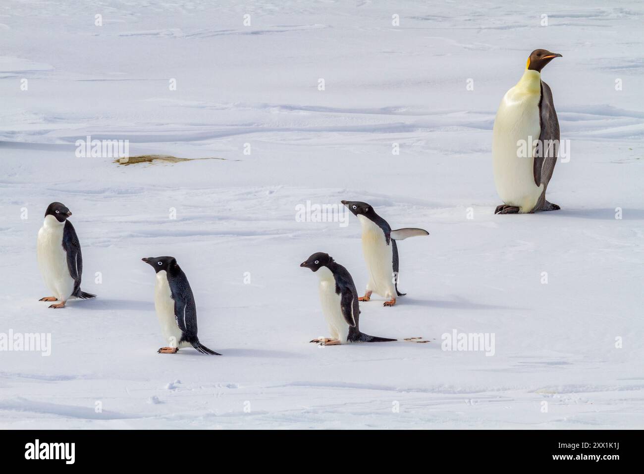 A lone adult emperor penguin (Aptenodytes forsteri), with four adult ...