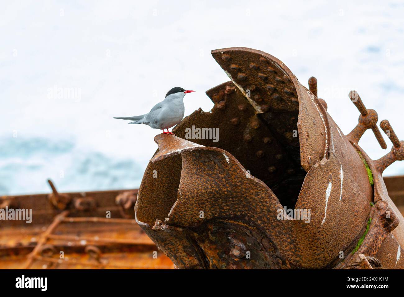 Antarctic tern (Sterna vittata), on the wreck of the Guvernoren in the ...