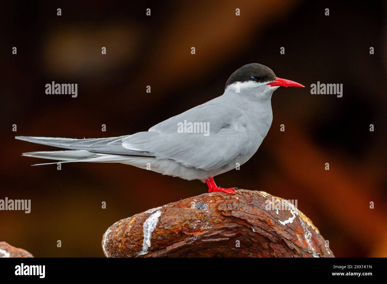 Antarctic tern (Sterna vittata), on the wreck of the Guvernoren in the ...