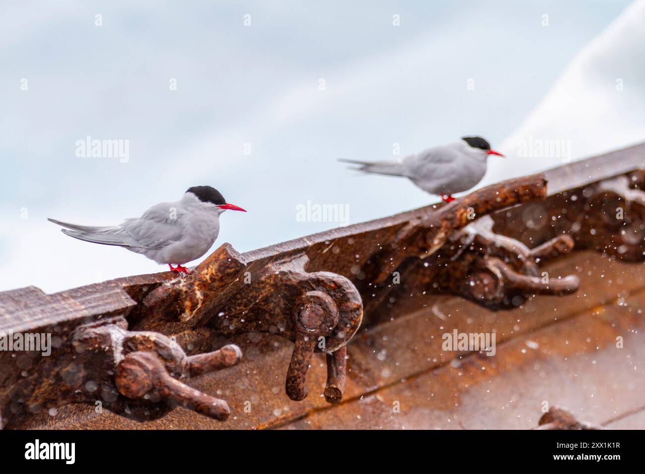 Antarctic tern (Sterna vittata), on the wreck of the Guvernoren in the ...