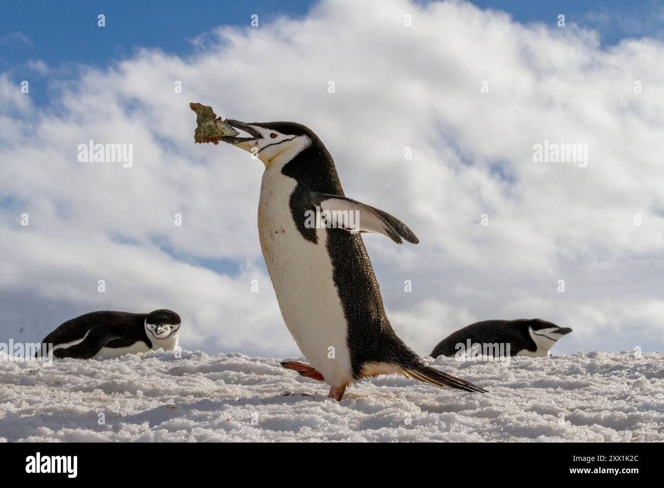 Adult chinstrap penguin (Pygoscelis antarctica), carrying rock in its ...
