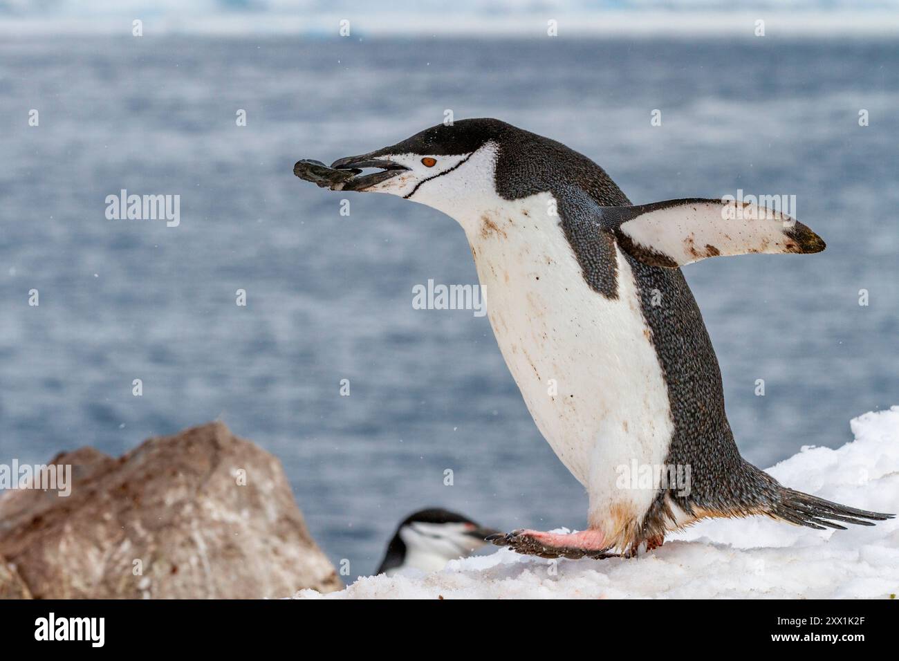 Adult chinstrap penguin (Pygoscelis antarctica), carrying rock in its ...