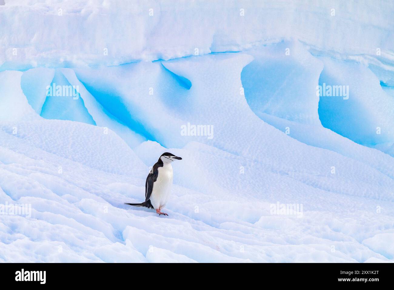 Chinstrap penguin (Pygoscelis antarctica), at breeding colony at Half ...