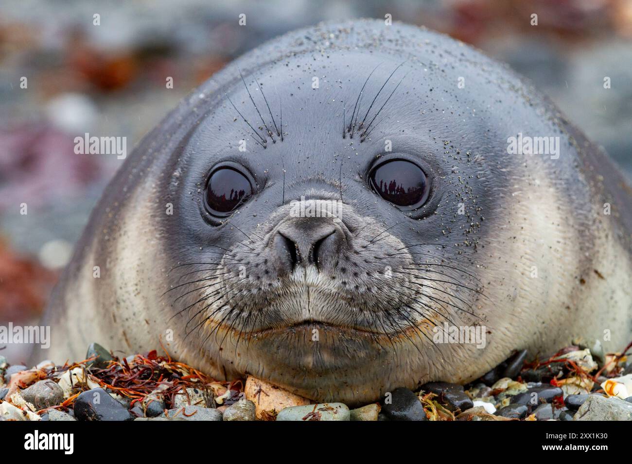 Friendly southern elephant seal (Mirounga leonina), weaner pup close up ...