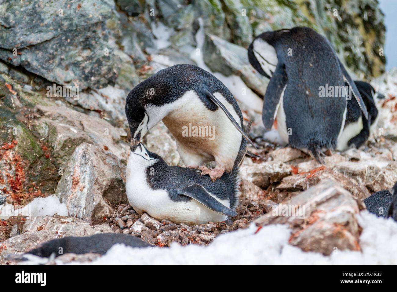 Adult chinstrap penguins (Pygoscelis antarctica), mating at breeding ...