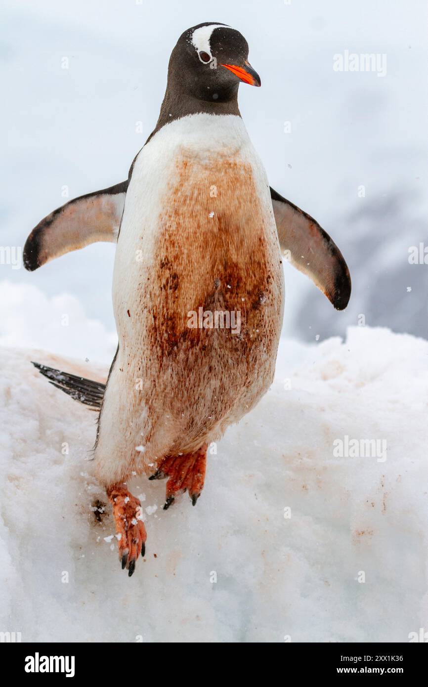 Penguin observation hi-res stock photography and images - Alamy