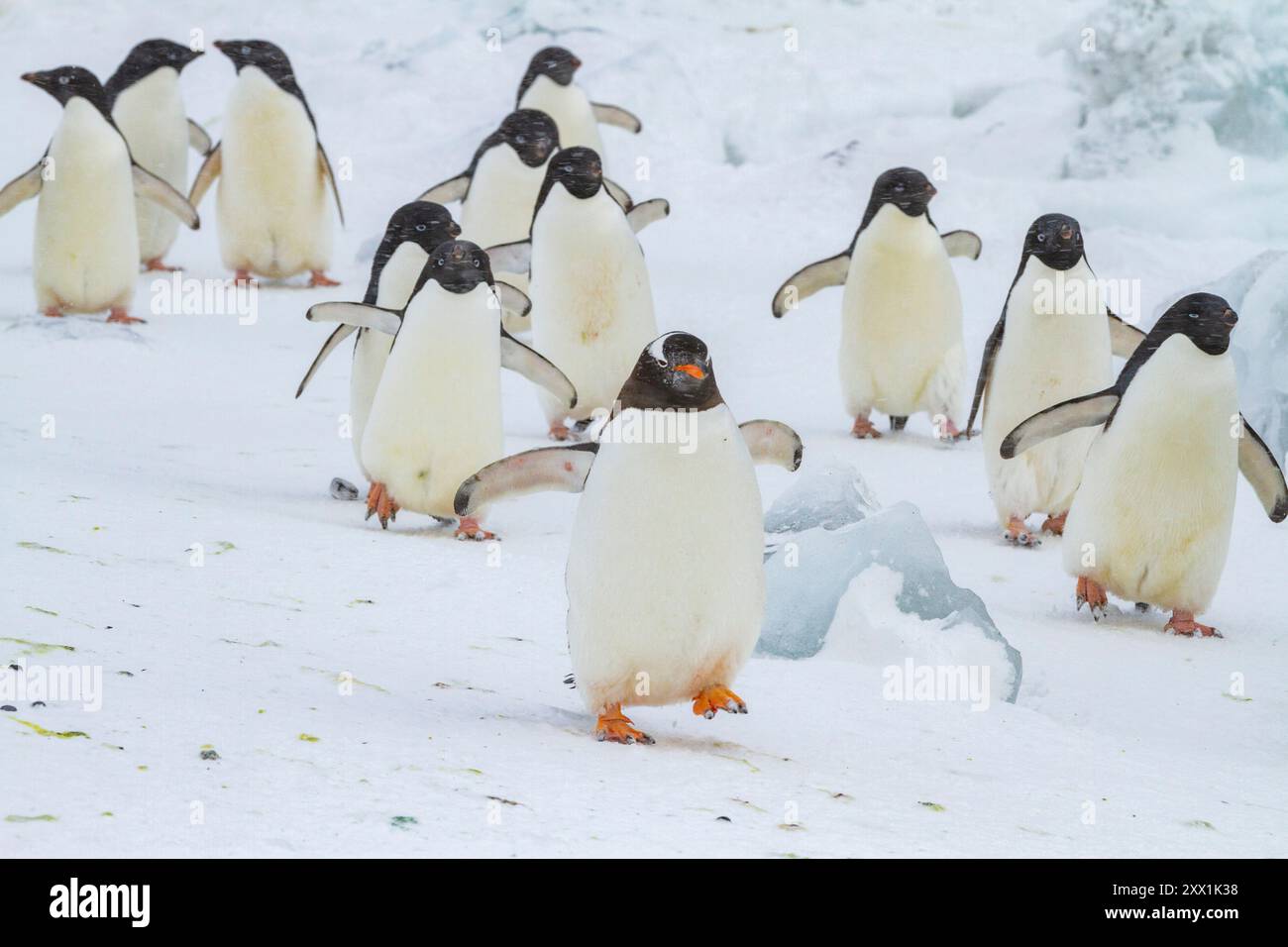 Adult gentoo penguin (Pygoscelis papua), amongst Adelie penguins ...