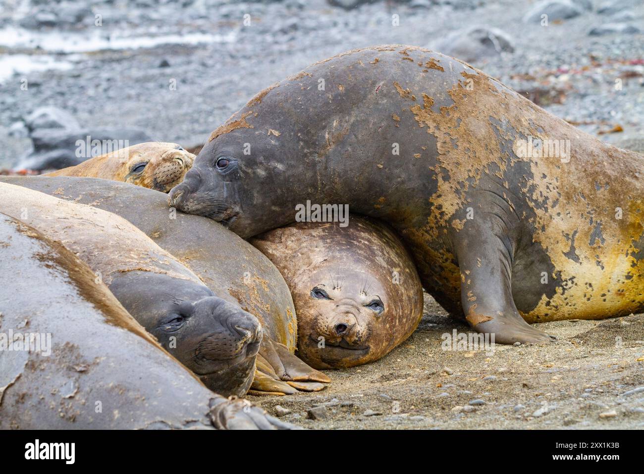 Southern elephant seals (Mirounga leonina), hauled out for their annual ...