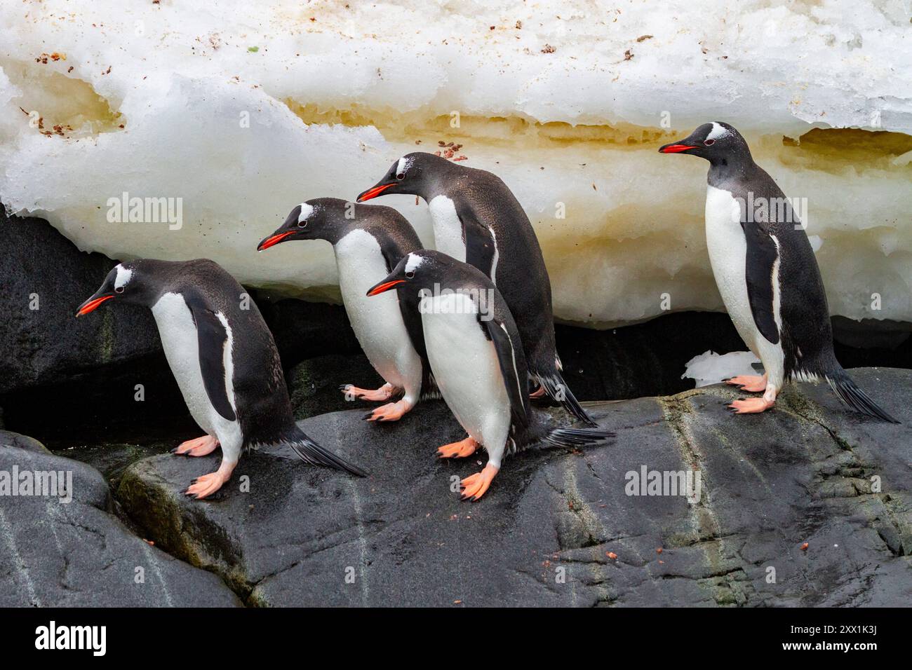 Adult gentoo penguins (Pygoscelis papua), returning and coming from the ...