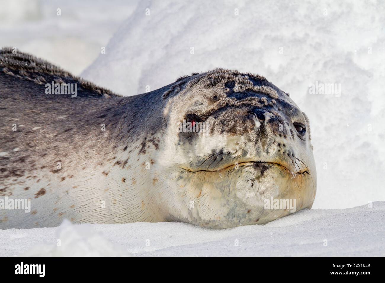 Adult leopard seal (Hydrurga leptonyx), hauled out on ice floe at ...