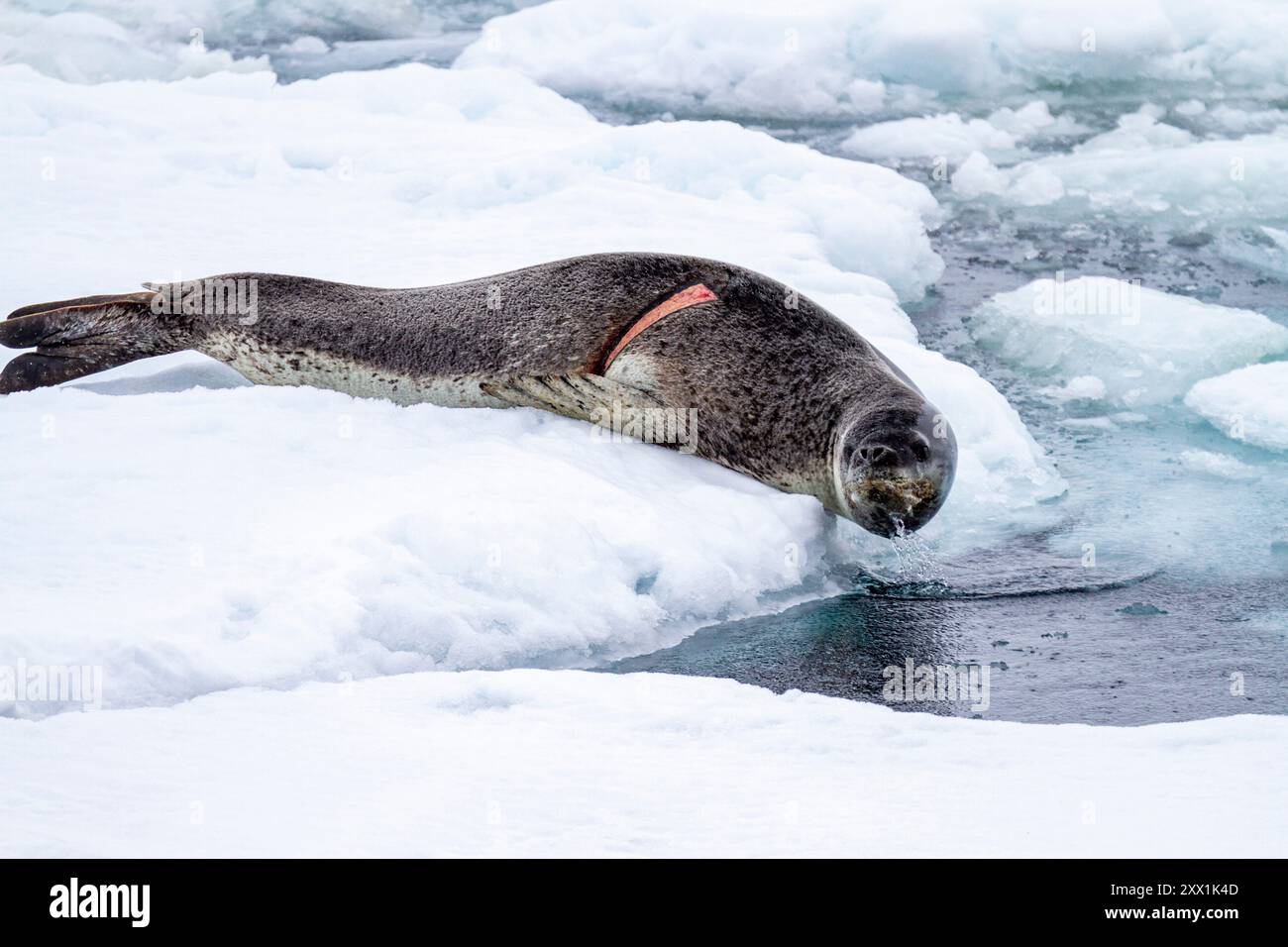 Adult leopard seal (Hydrurga leptonyx), hauled out on ice floe at ...
