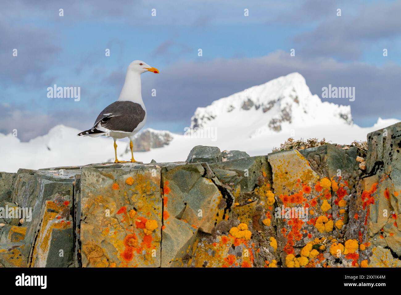Adult kelp gull (Larus dominicanus), nesting on lichen covered rocks on ...