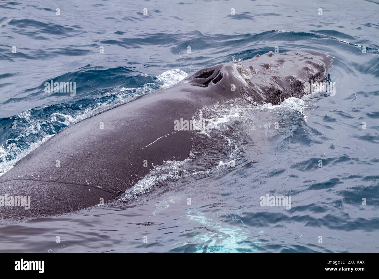 Humpback whale (Megaptera novaeangliae), surfacing off Half Moon Island ...
