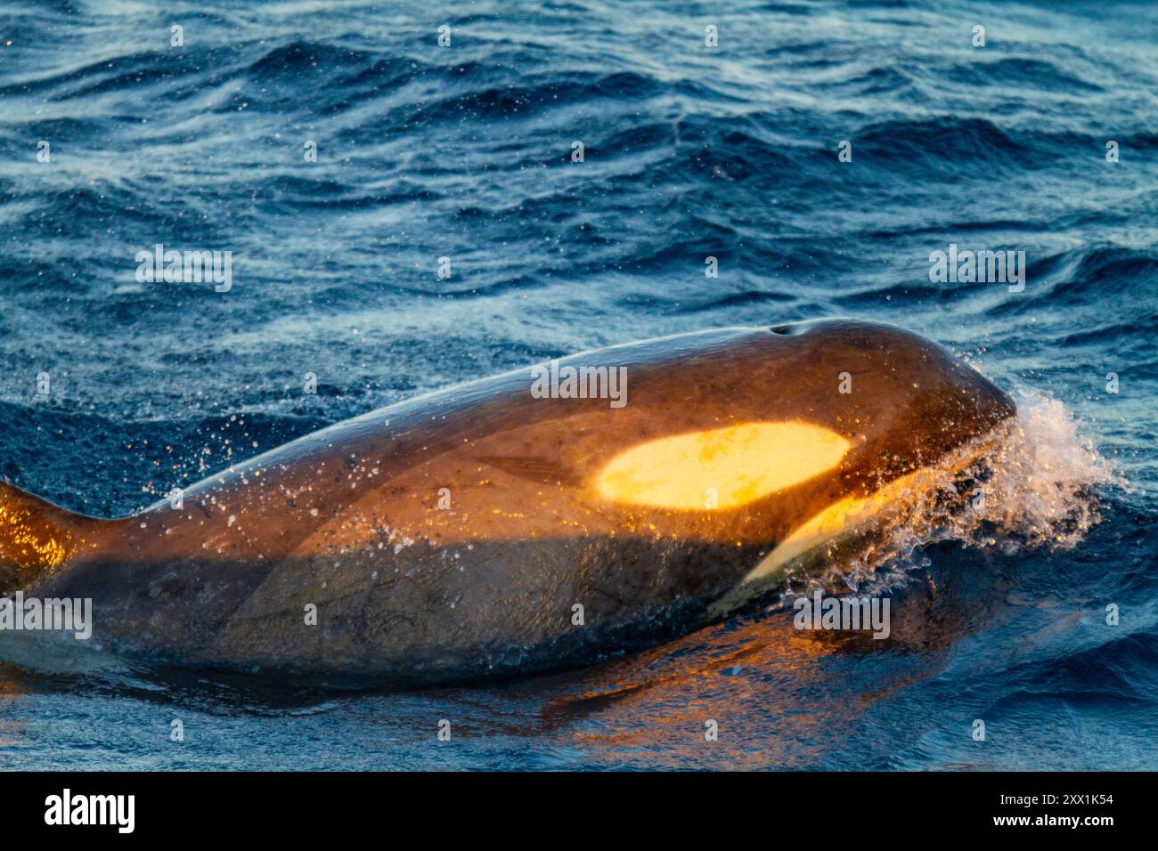 A large pod of Gerlache Strait type B killer whales (Orcinus orca ...