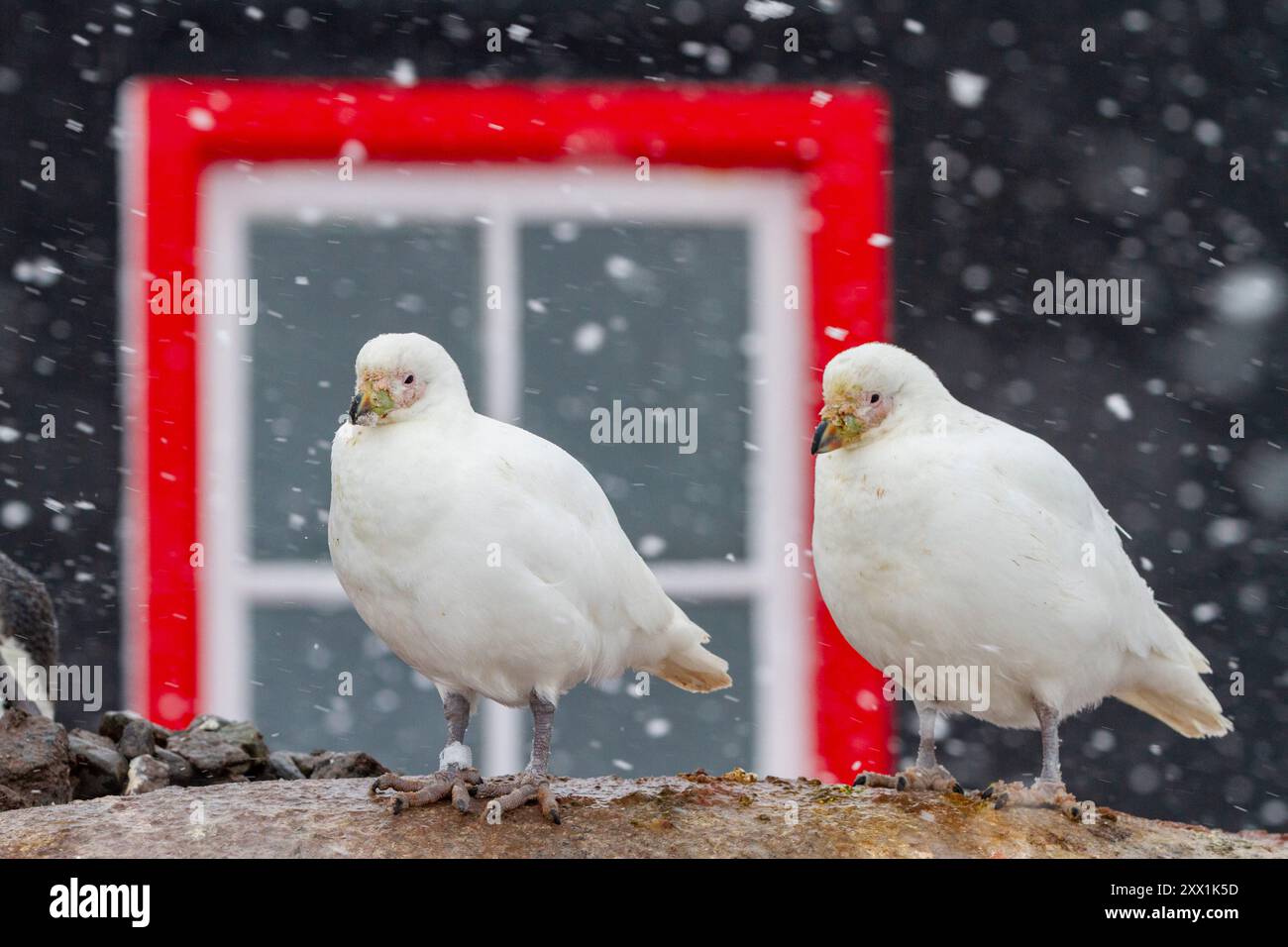 Adult snowy sheathbill (Chionis albus), pair in front of the hut at ...