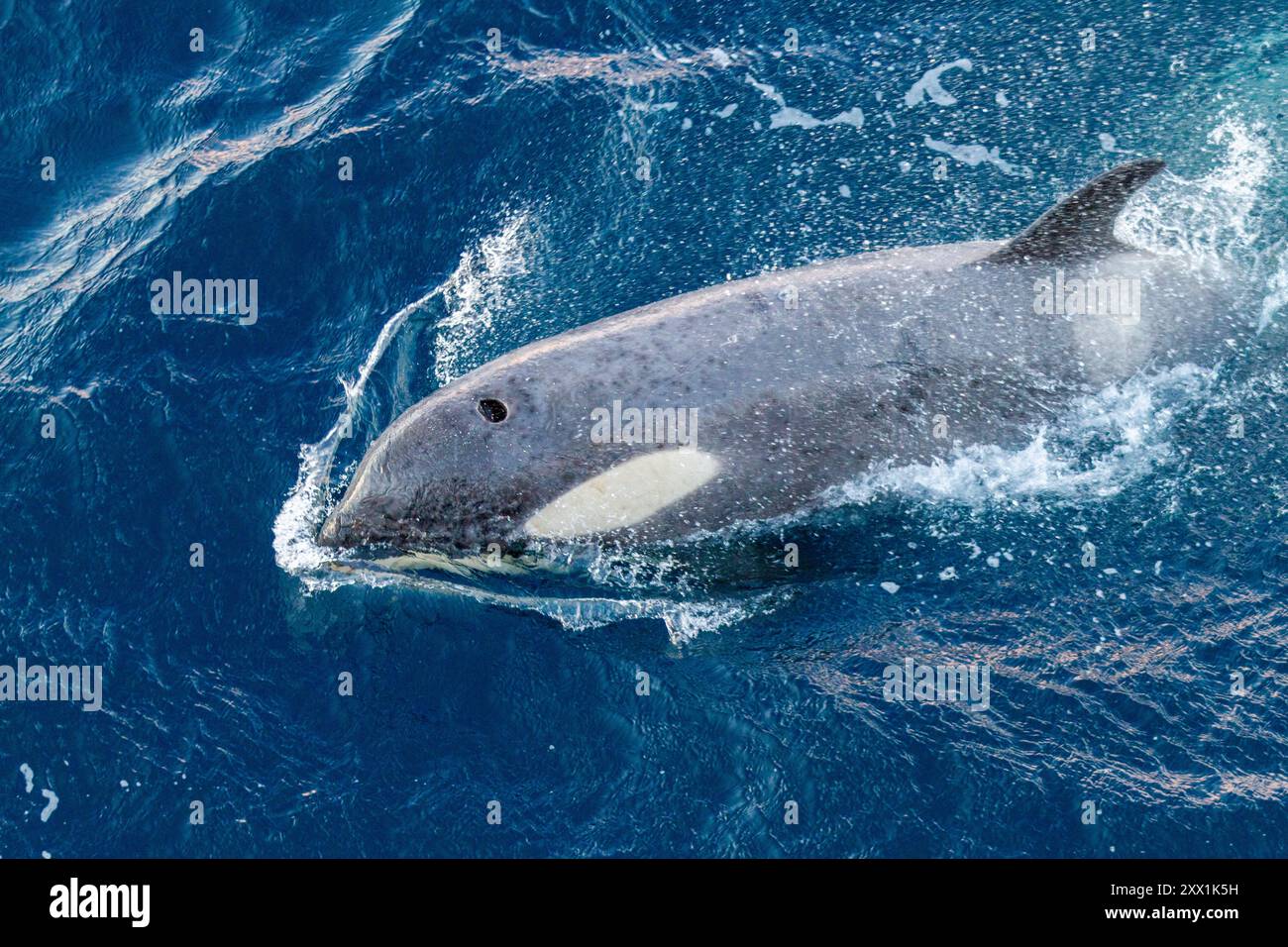 Antarctic Killer Whales