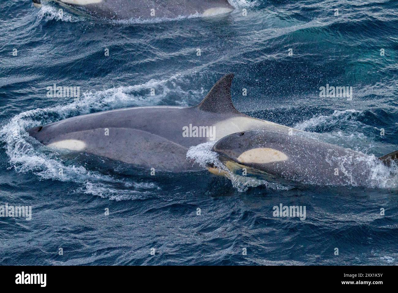 A large pod of Gerlache Strait type B killer whales (Orcinus orca ...