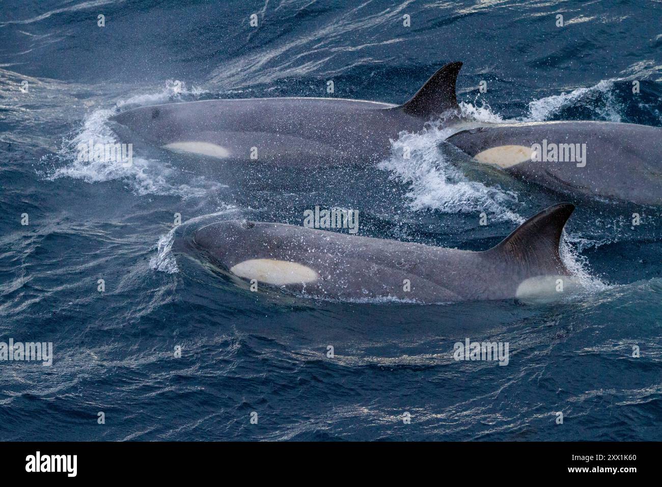 A large pod of Gerlache Strait type B killer whales (Orcinus orca ...