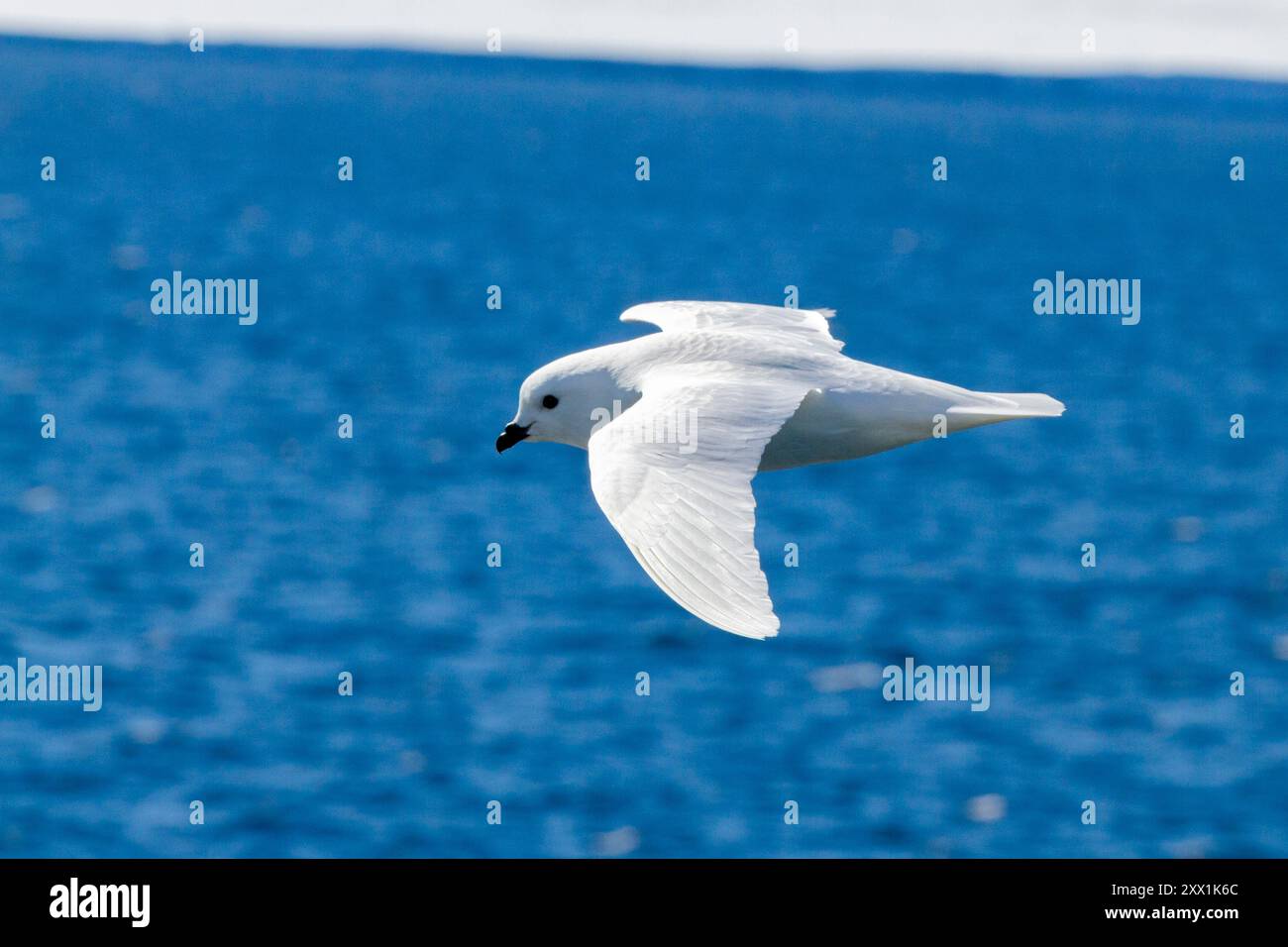 Adult snow petrel (Pagodroma nivea nivea), in flight near the Antarctic ...