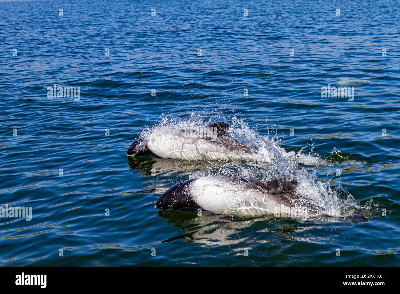 Adult Commerson's dolphin pair (Cephalorhynchus commersonii), surfacing ...