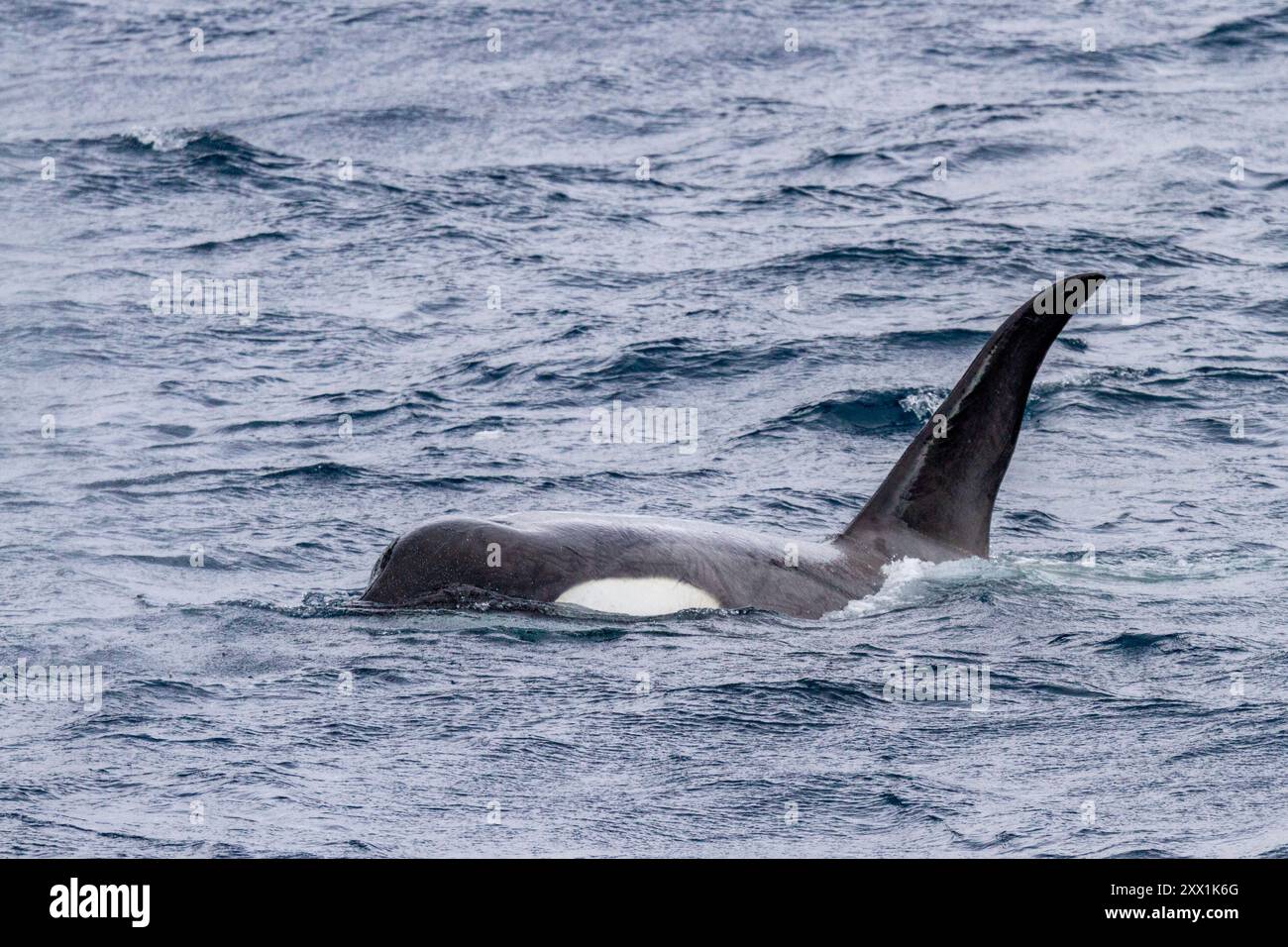 A small pod of pack Ice type B killer whales (Orcinus orca), just after ...