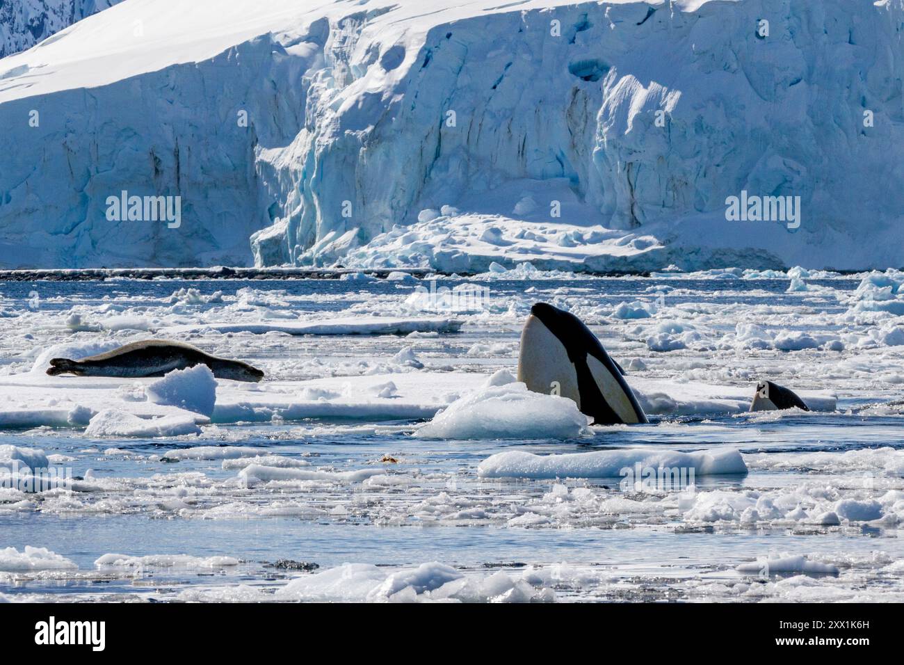 Pack Ice Type B killer whales (Orcinus orca), finding a leopard seal ...