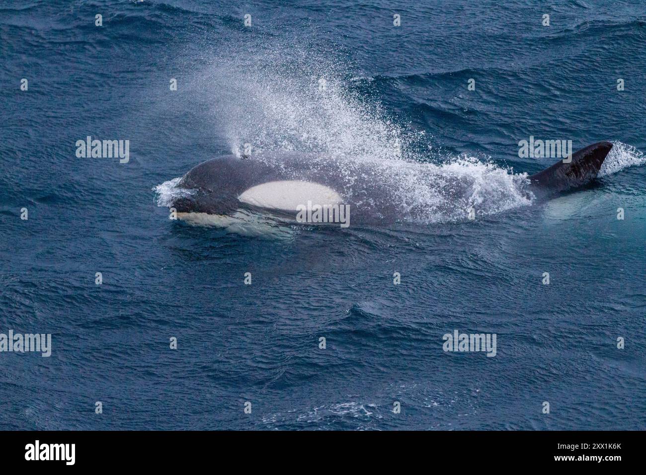 A large pod of Gerlache Strait type B killer whales (Orcinus orca ...