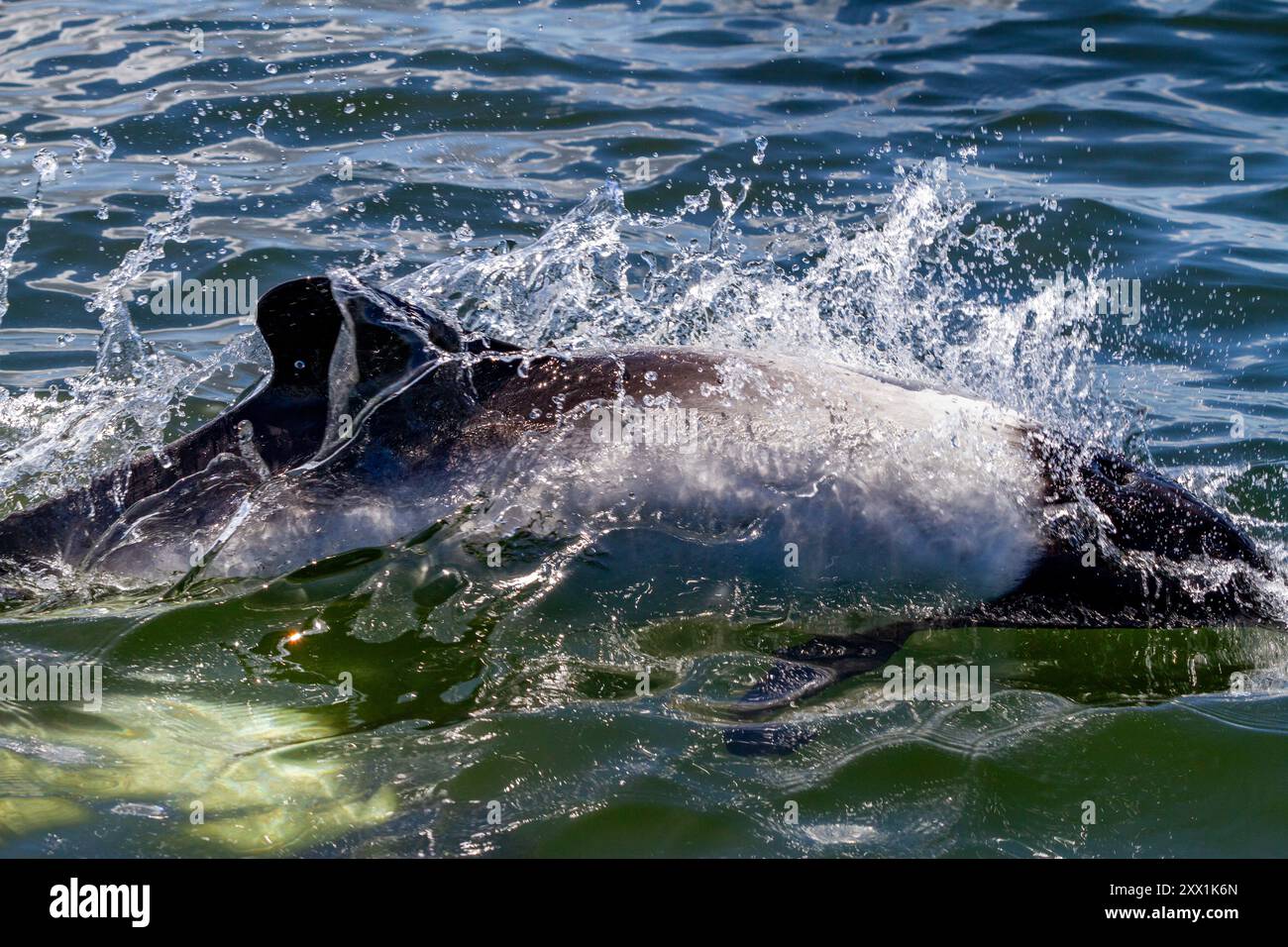 Dolphin reproduction hi-res stock photography and images - Alamy