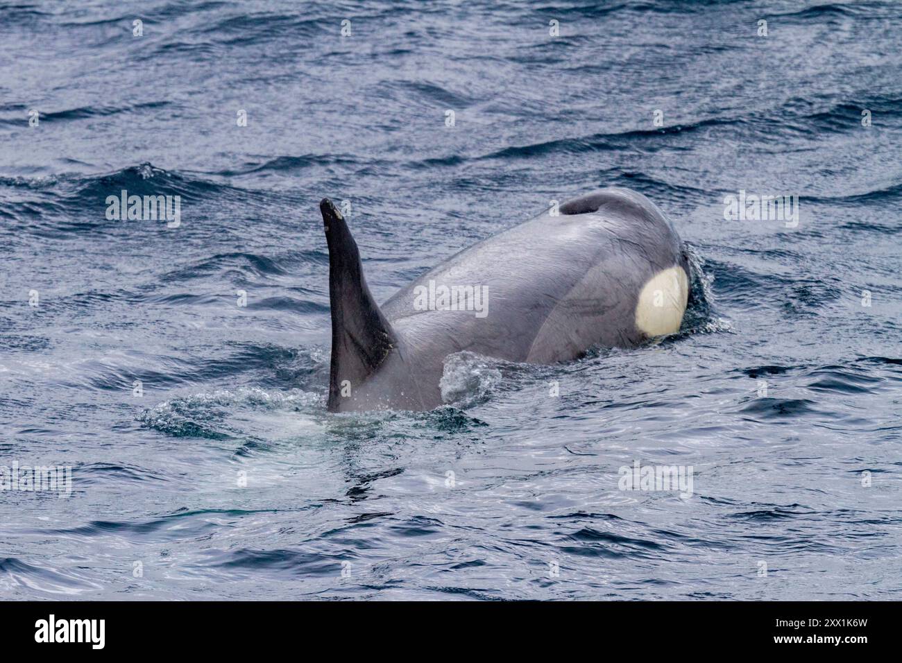 A small pod of pack Ice type B killer whales (Orcinus orca), just after ...