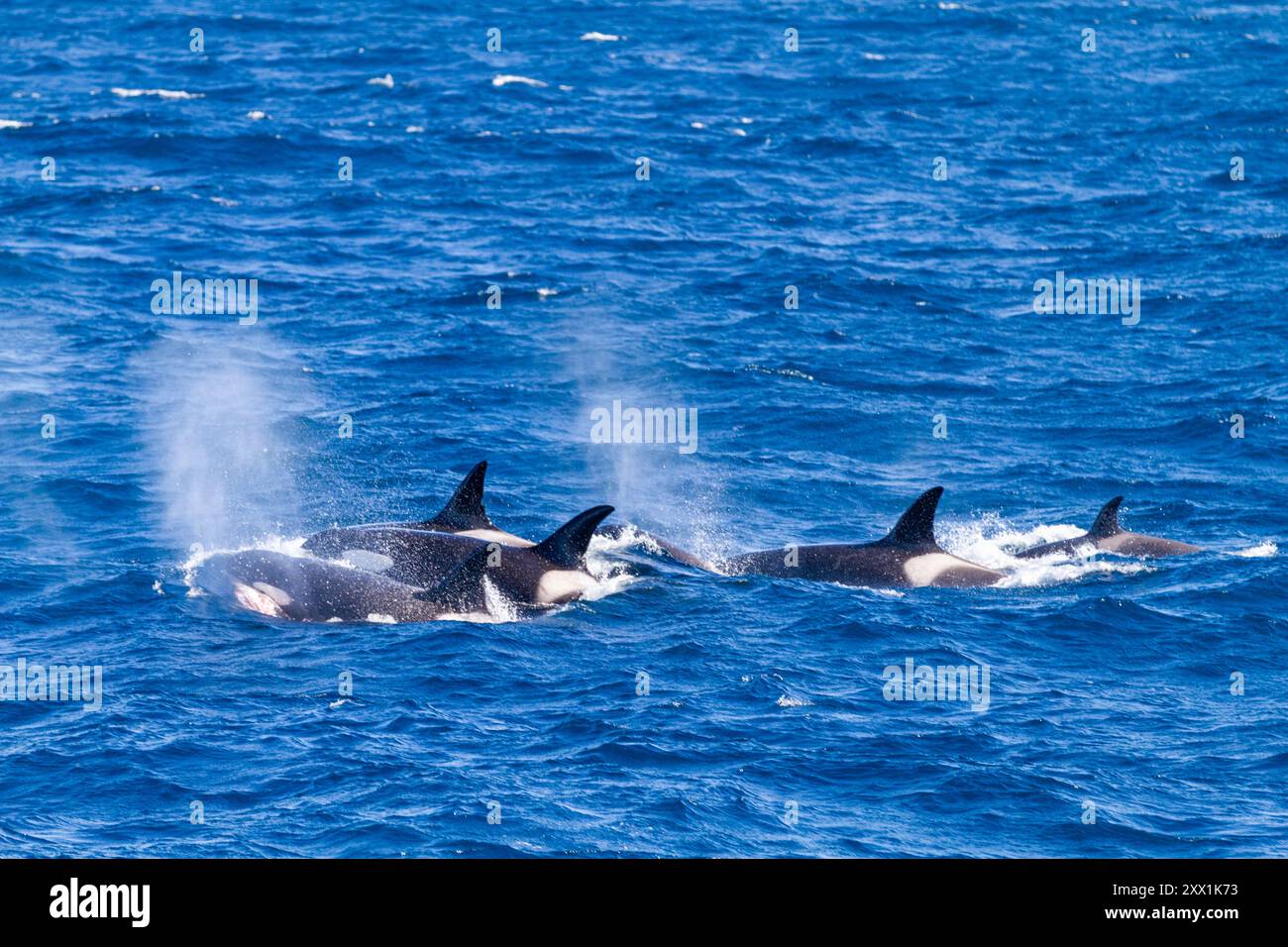 Small pod of eight to ten 'Type A' Oceanic killer whales (Orcinus orca ...
