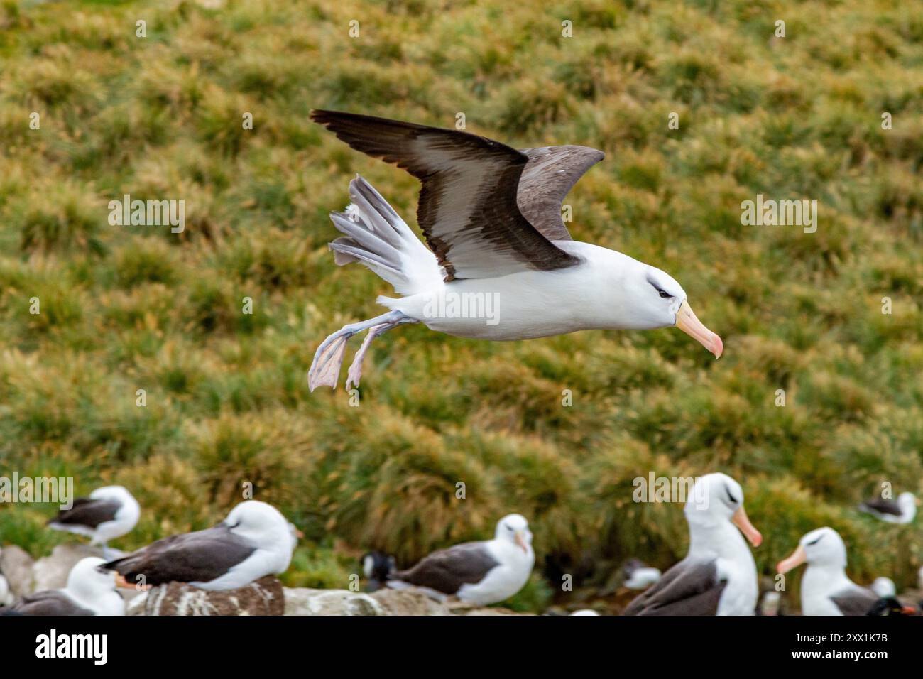 Adult black-browed albatross (Thalassarche melanophrys), in flight ...