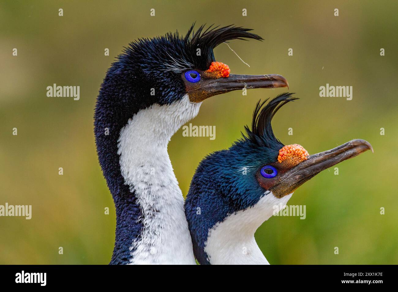 Exhibiting patterns hi-res stock photography and images - Alamy