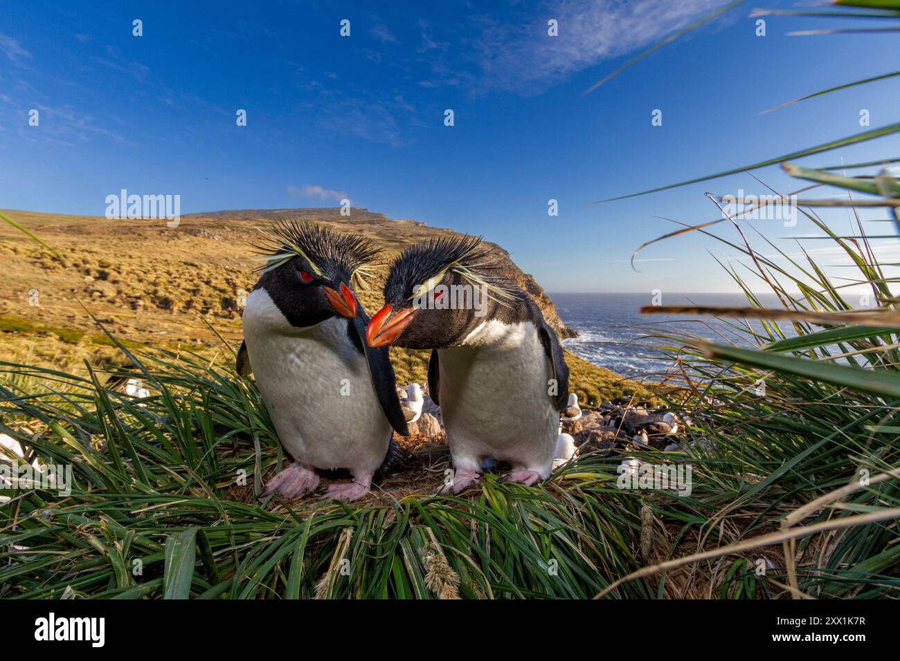 Adult southern rockhopper penguins (Eudyptes chrysocome), at breeding ...