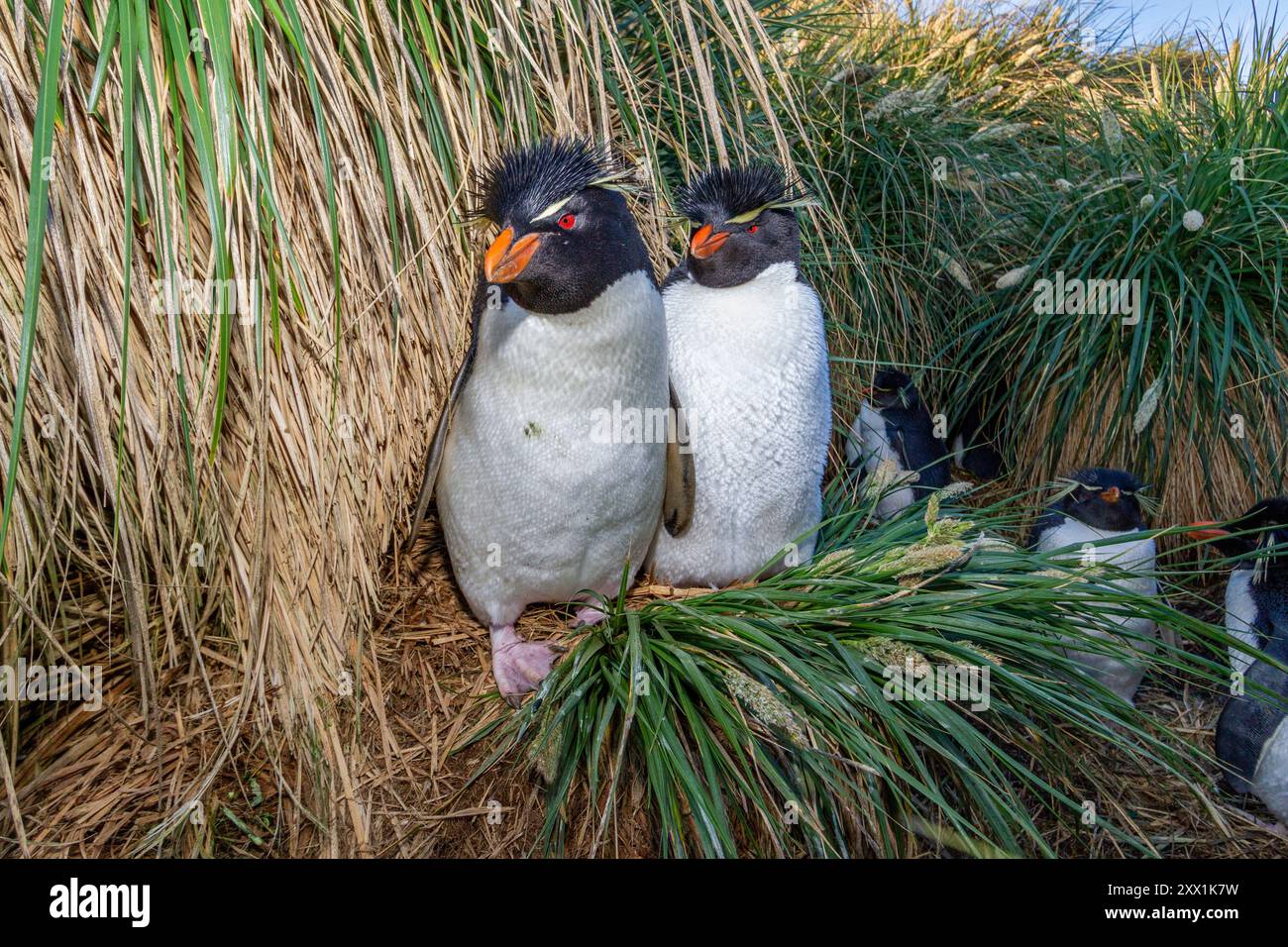 Adult southern rockhopper penguins (Eudyptes chrysocome), at breeding ...