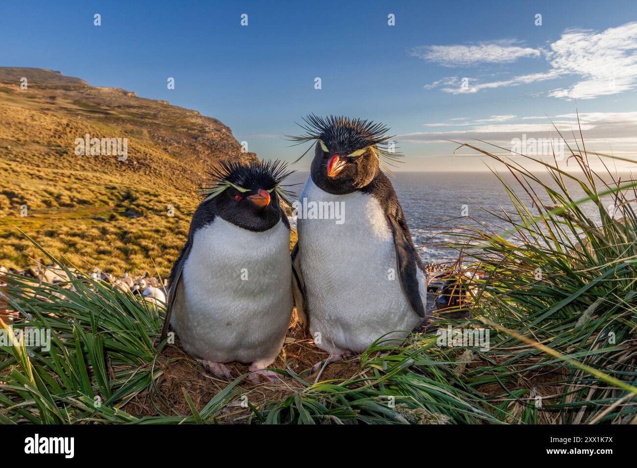 Adult southern rockhopper penguins (Eudyptes chrysocome), at breeding ...