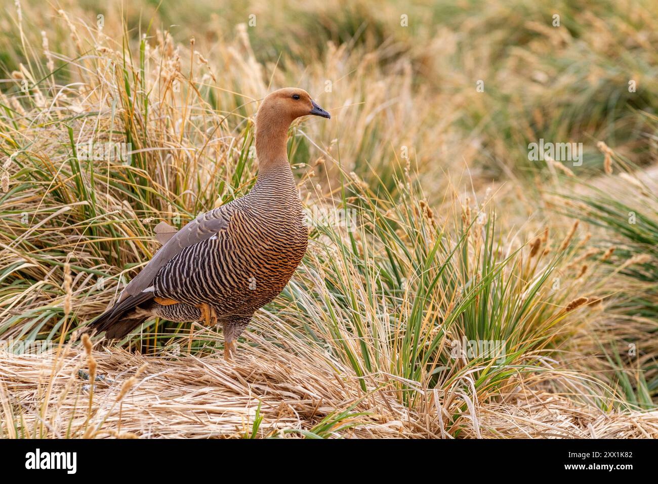Adult female Magellan goose (upland goose) (Chloephaga picta), on New ...